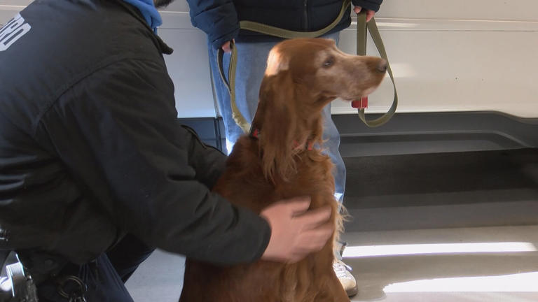 Metro Animal Services holds drive-thru microchip clinic
