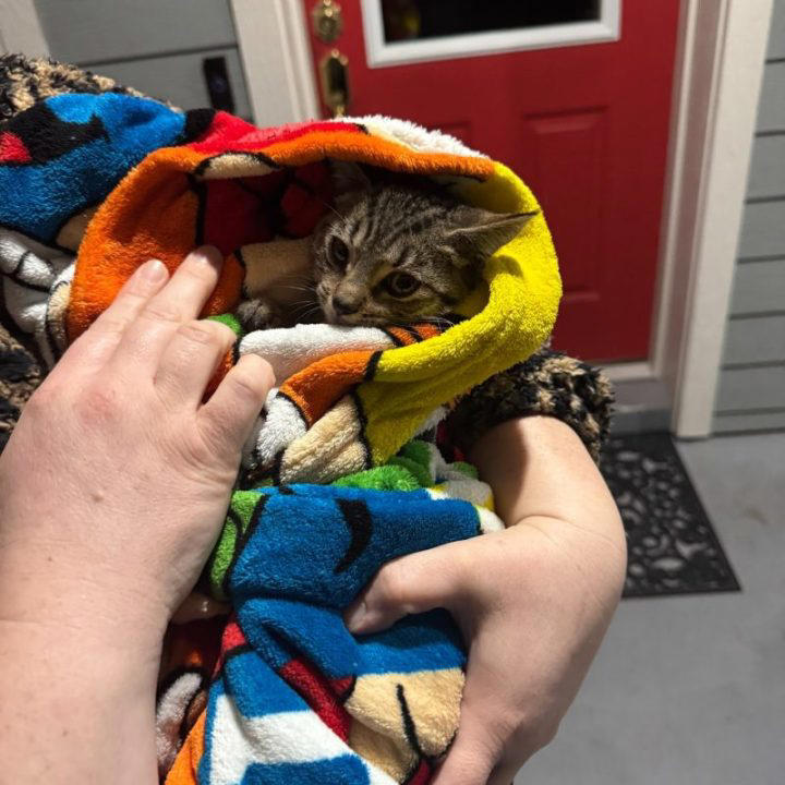 Photos: Tiny kitten rescued from car engine in Citrus County