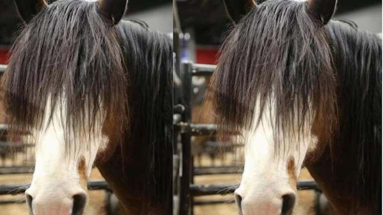 J Bar J mourns the loss of their beloved bucking horse