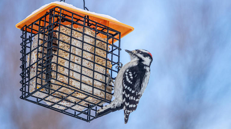 18 things to avoid putting in your bird feeder at all costs