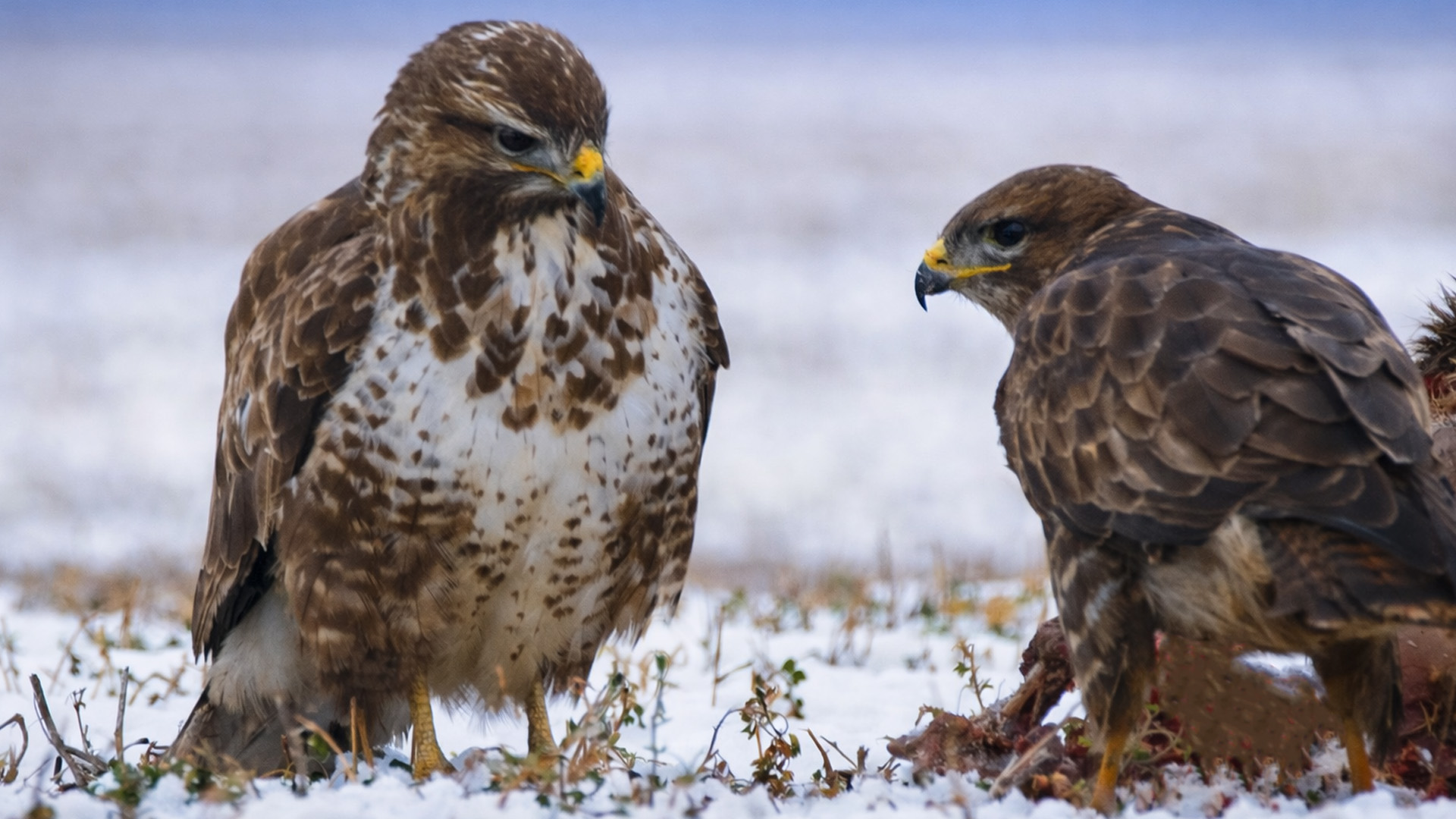My camera captured two birds of prey feeding together