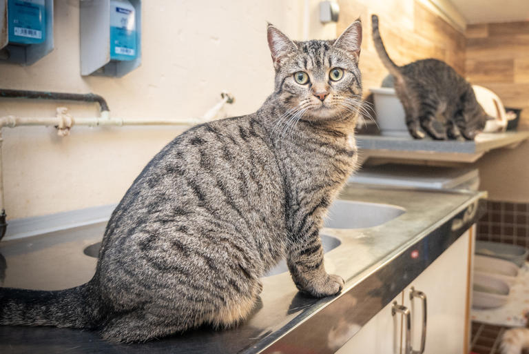Tierheim Duisburg lässt Katze nach Erbrechen röntgen – dramatisch, was ...