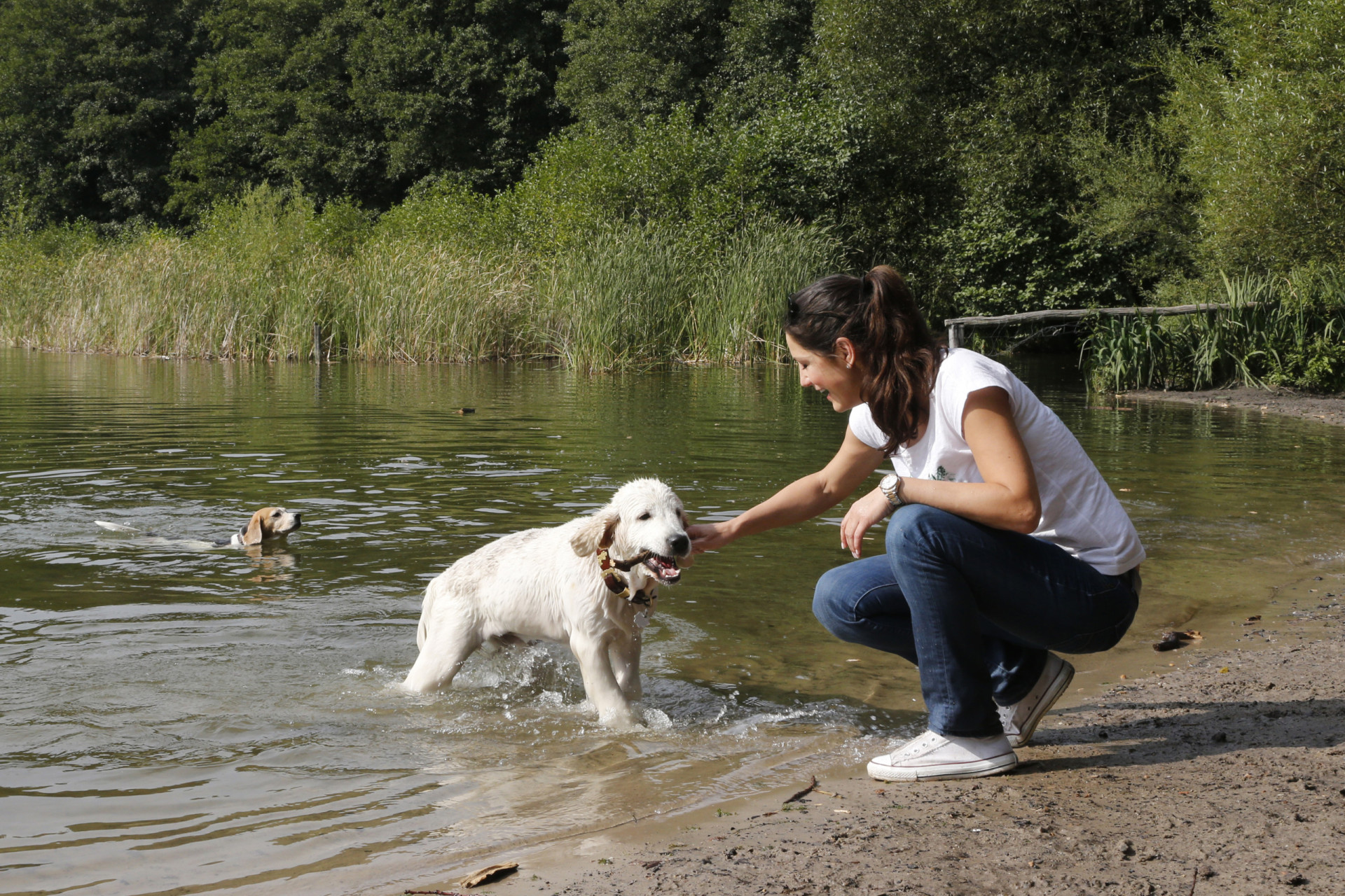 How these dog breeds can help you cope with depression