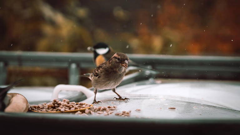18 things to avoid putting in your bird feeder at all costs
