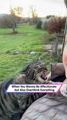 This cat’s inner struggle with affection is pure comedy gold 🐾| Heartsome 💖