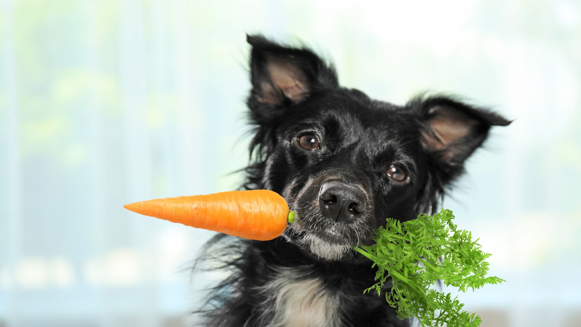 12 healthy veggies your dog can enjoy without worry