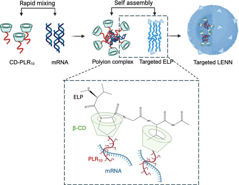 Shelf-stable mRNA delivery system targets bladder cancer cells without ...