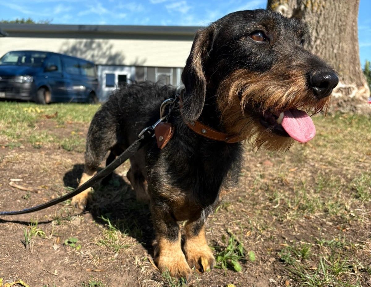 Thüringer Tierheim platzt der Kragen! „Könnt ihr euch eigentlich ...