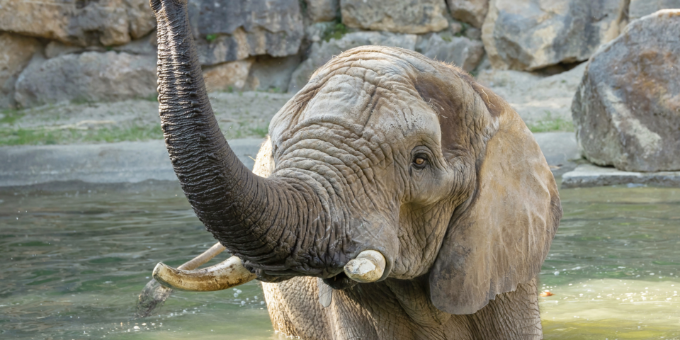Elefant läuft amok und tötet 22 Menschen