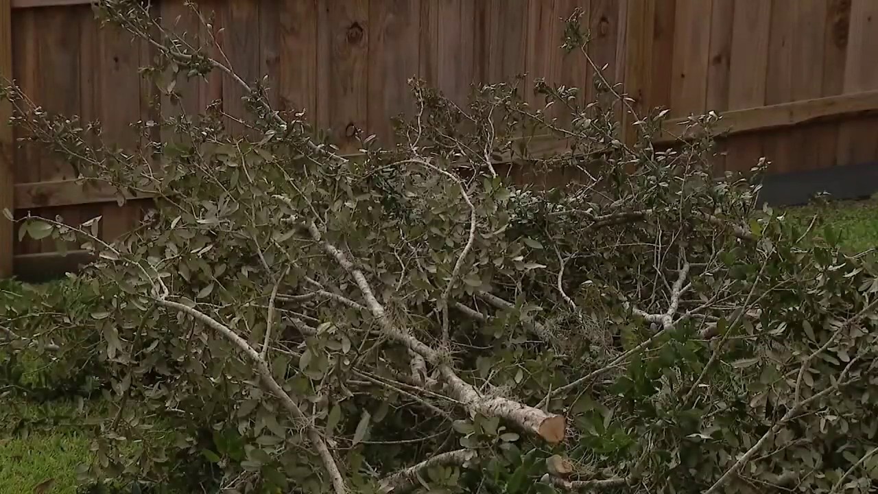 Pinellas County considers changing tree removal rules
