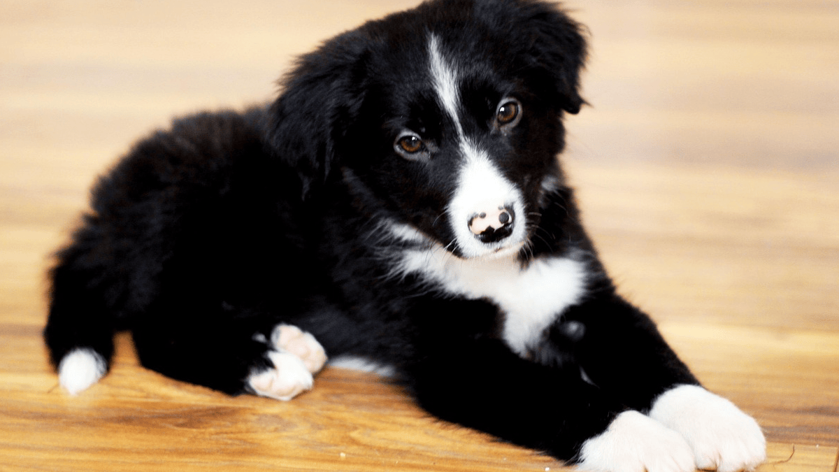 Dogs judge more than you think: this is how they decide whether to ...