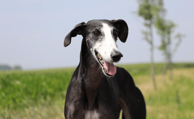 If Your Dog Does This, Hes Trying to Tell You Something Important