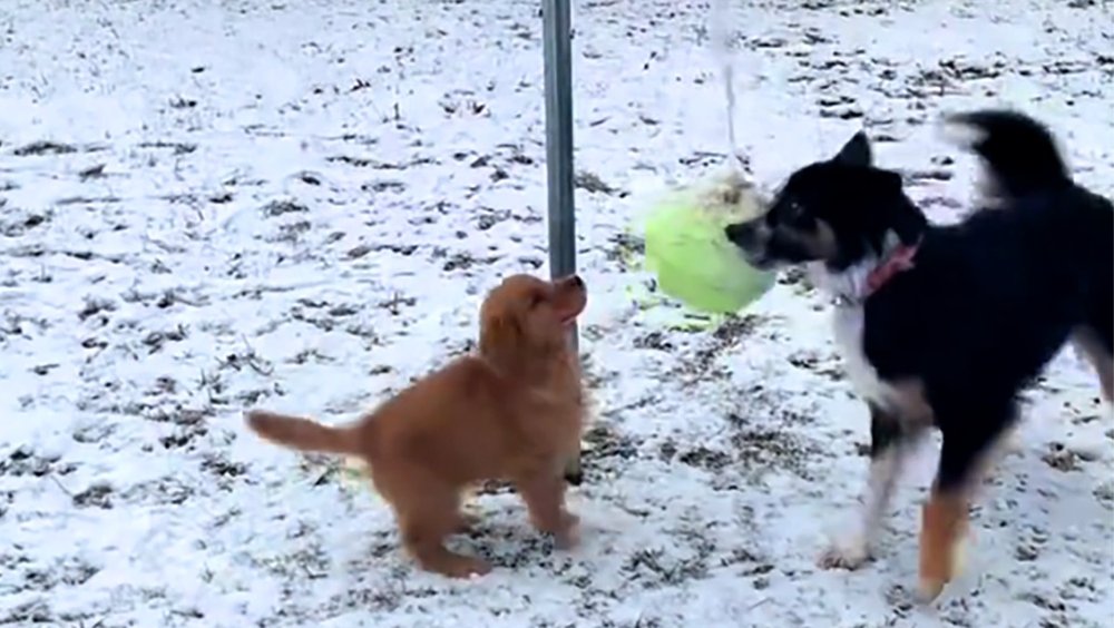 Border collie teaches puppy to play ball and goes viral