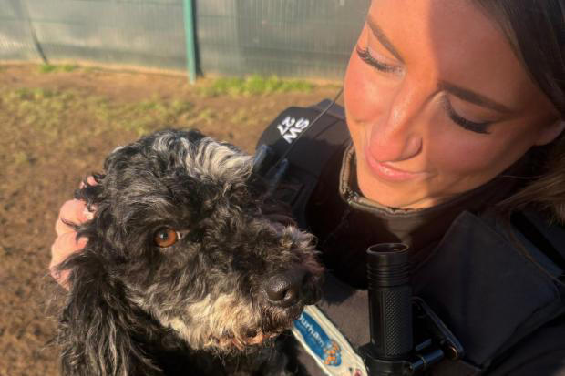 Dog 'deliberately' abandoned before Christmas lovingly reunites with ...