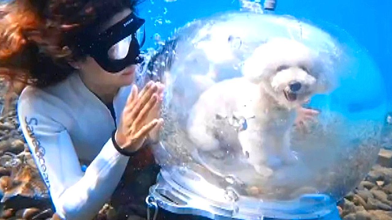 Pet owner takes dog on underwater trip with special diving capsule
