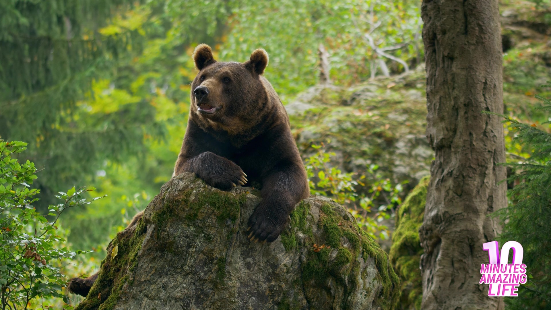 A still moment with a brown bear
