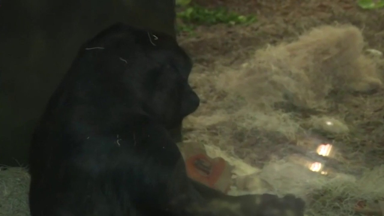 Gorillas at the Milwaukee County Zoo