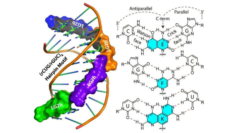 Structure-based RNA could lead to treatment for neuromuscular disorders