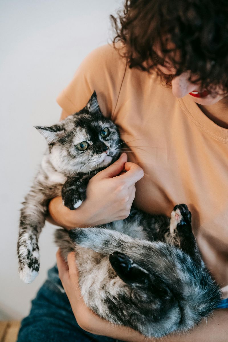 6 signs your cat enjoys physical affection and 6 signals that mean they ...