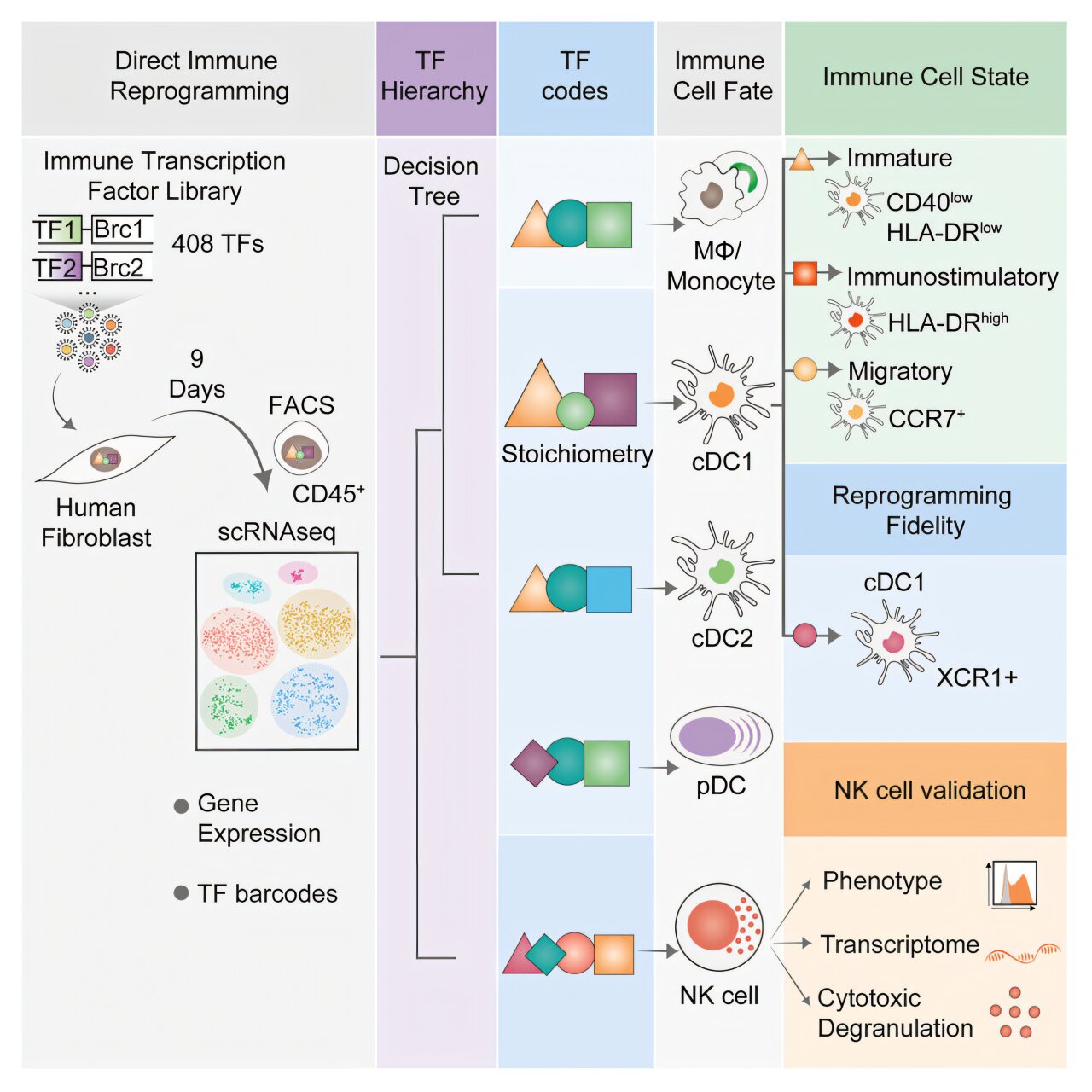 A 'recipe book' for reprogramming cells into disease-fighting immune cells