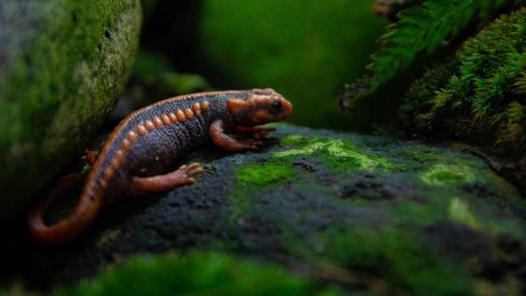 1,000+ new species discovered and many are already racing toward extinction