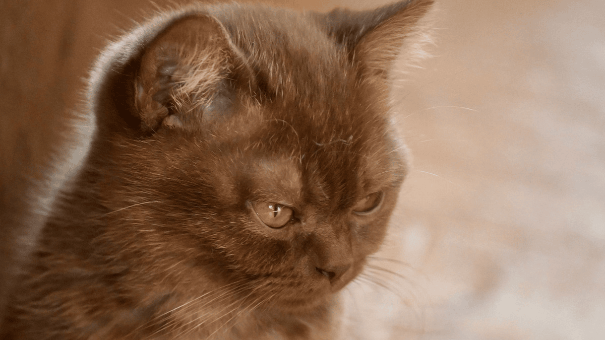 If your cat does this, it's trying to tell you something important