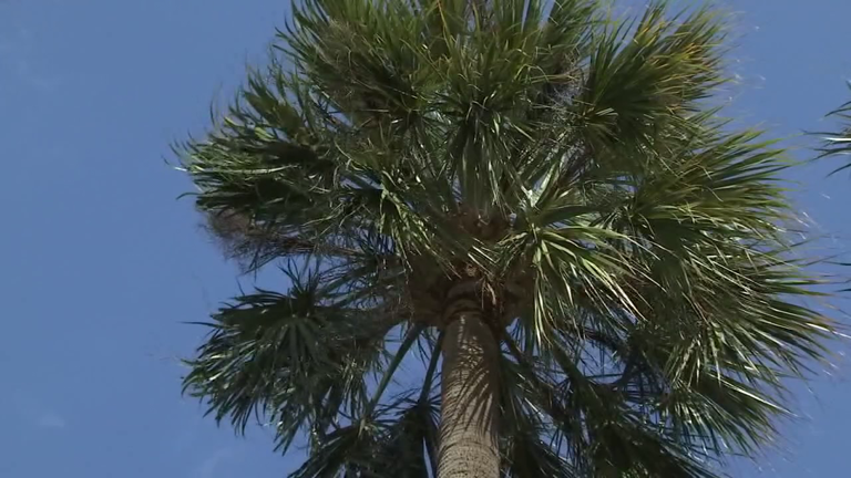 Pinellas County commissioner wants to remove tree removal permit ...