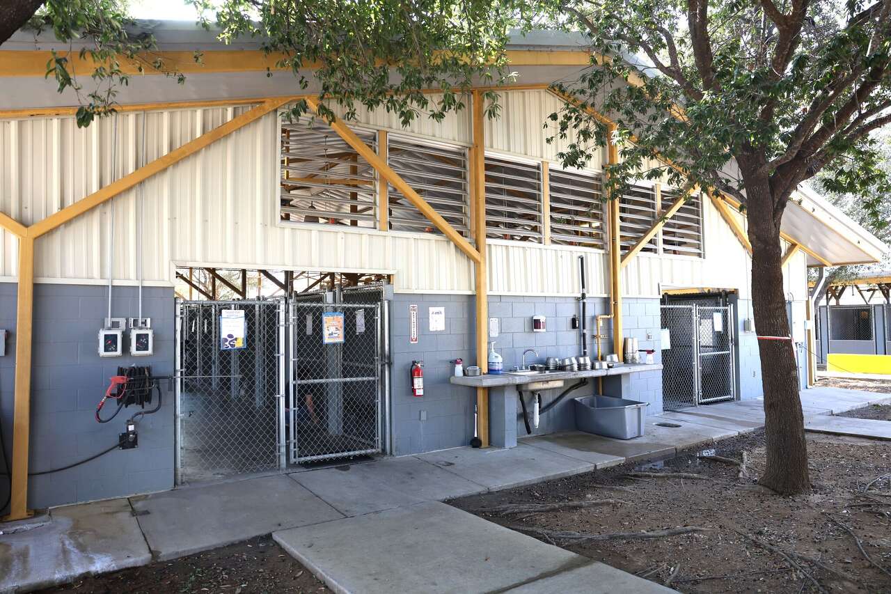 Laredo Animal Care Services, college team up for pet first aid class