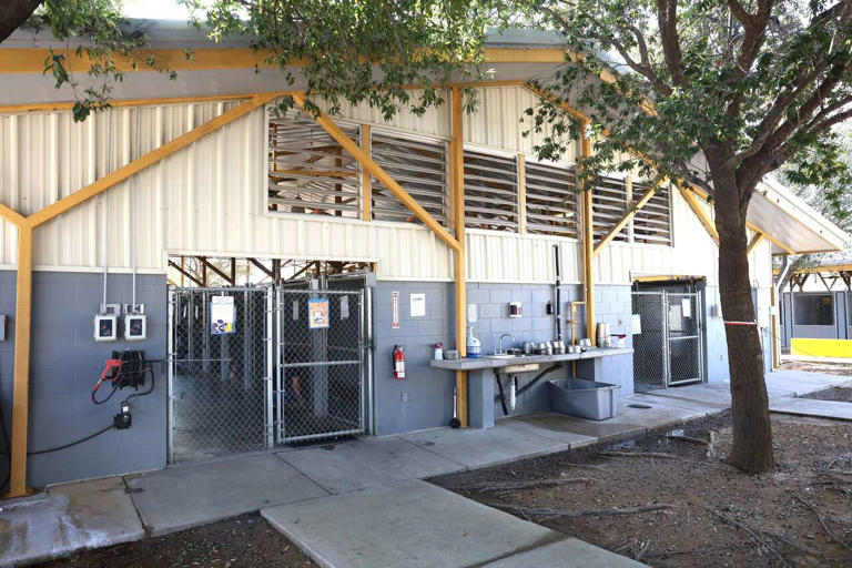 Laredo Animal Care Services, college team up for pet first aid class