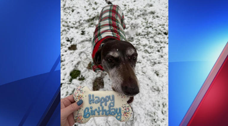 Alabama animals in the snow