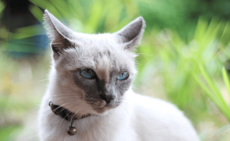 What You See as Hate Is Actually Your Cat Showing Love And Its Trying ...