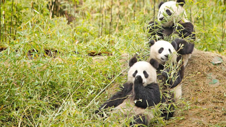 El bambú se perfila como superalimento: qué dice la ciencia