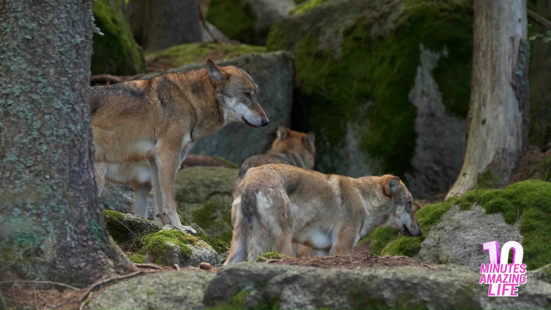 A wolf group navigated the forest floor