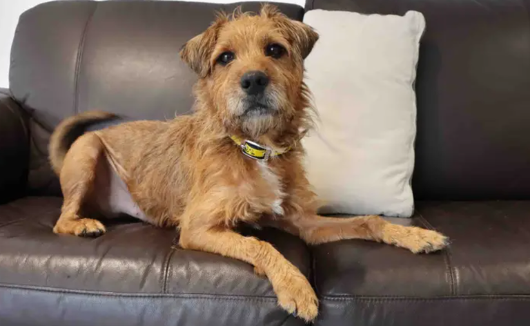 21 adorable Dogs Trust canines looking for their forever homes in the ...