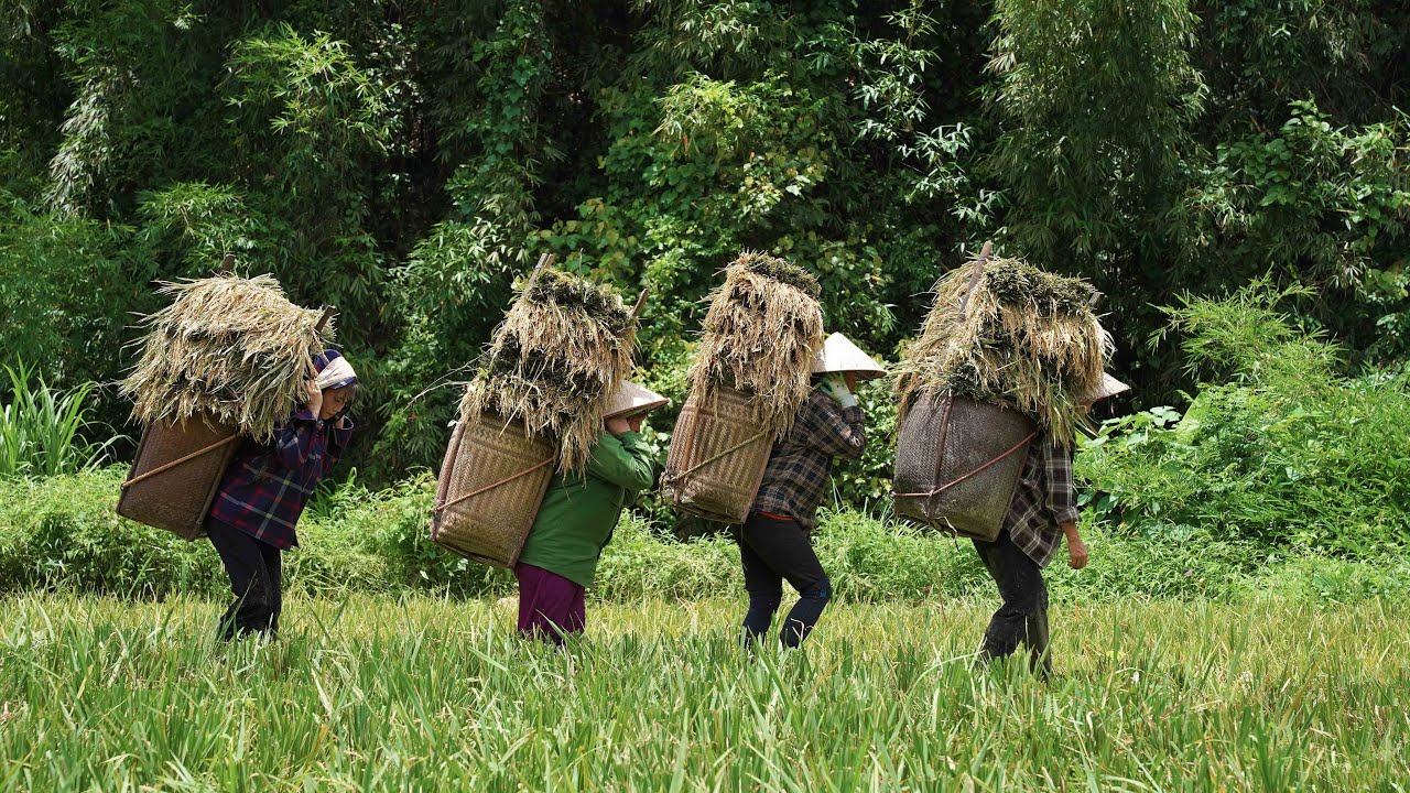 Menyusun kebun baru untuk keluarga di gunung