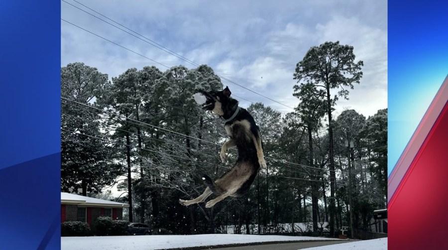 Watch this: Wiregrass animals in the snow