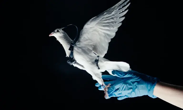 Russia’s “bomber pigeons”: Biological drones with brain chips — what we ...