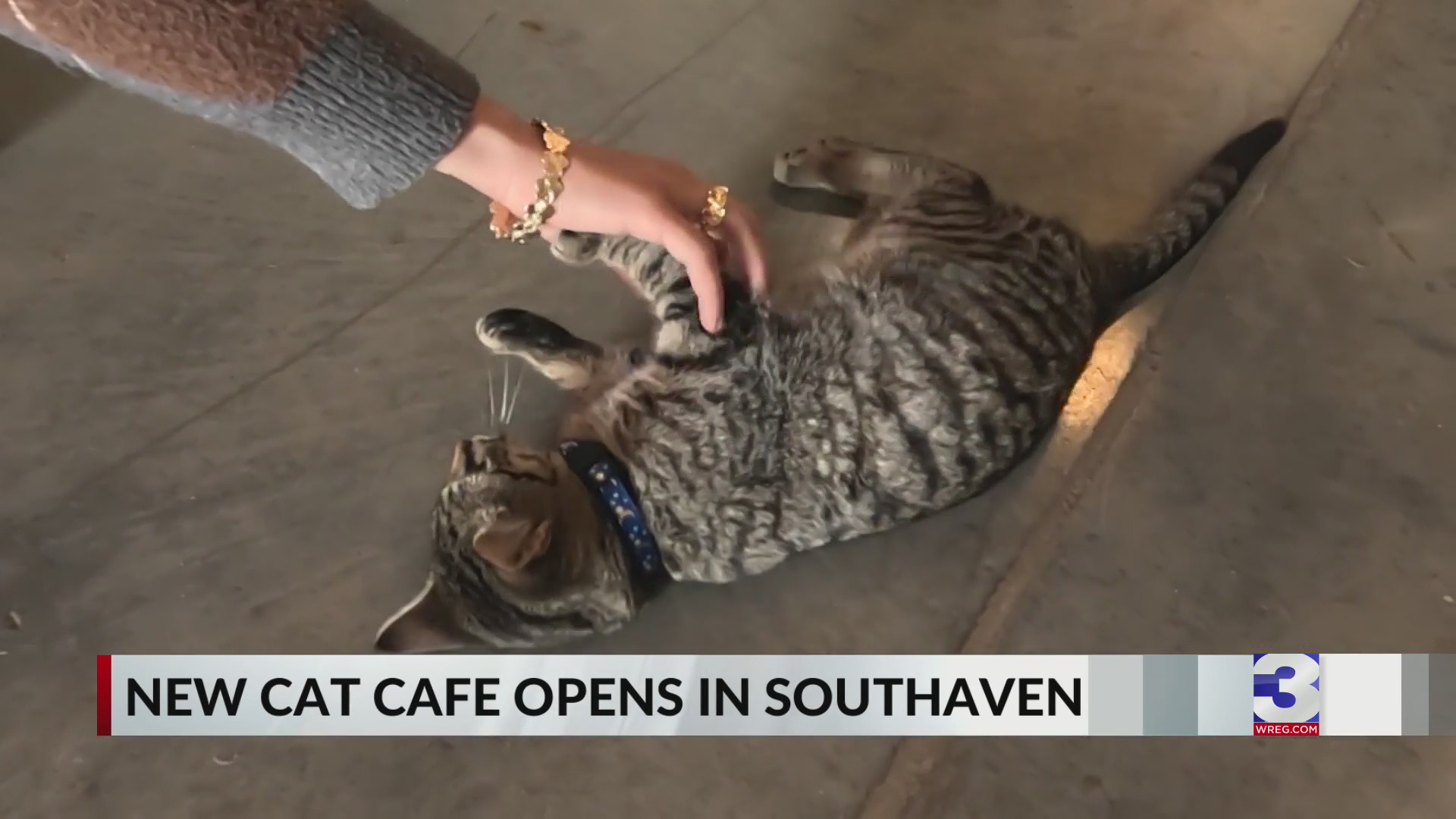 Mid-South’s first cat cafe is now open in Southaven