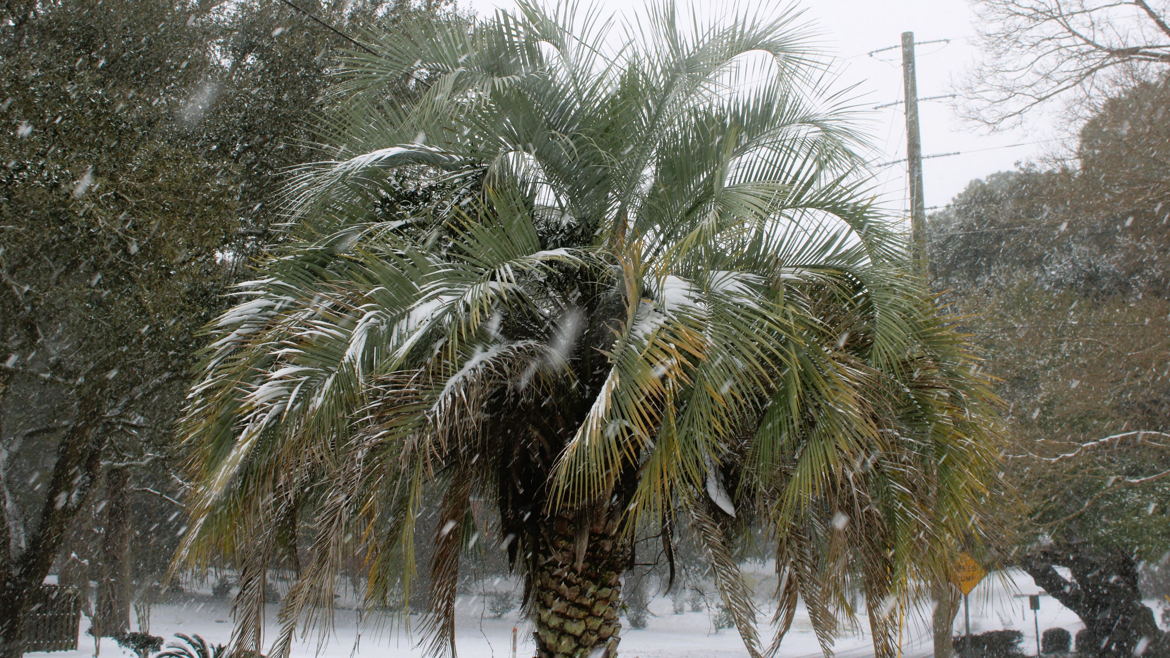 Snow on the beach: South Alabama residents share photos of weather ...