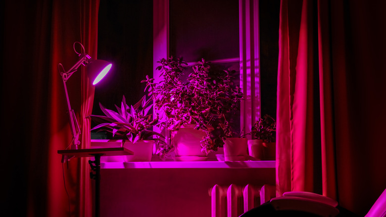 Red grow light types you should know (& the best way to grow your ...