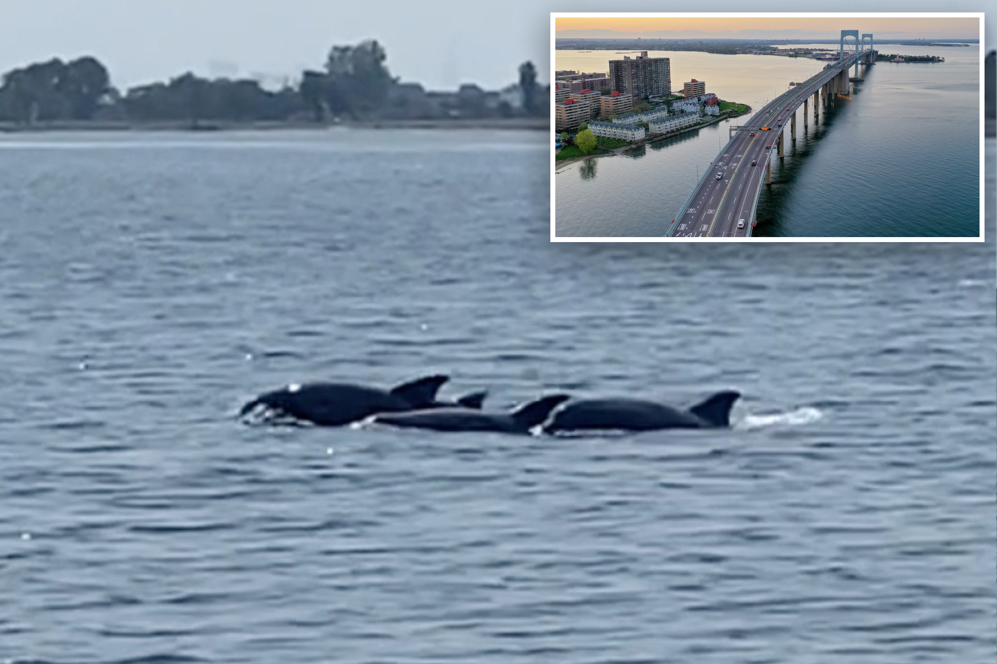 Long Island Sound’s toxic ‘dead zones’ hit historic low — which could ...