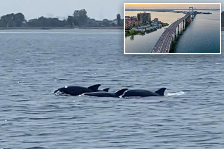 Long Island Sound’s toxic ‘dead zones’ hit historic low — which could ...
