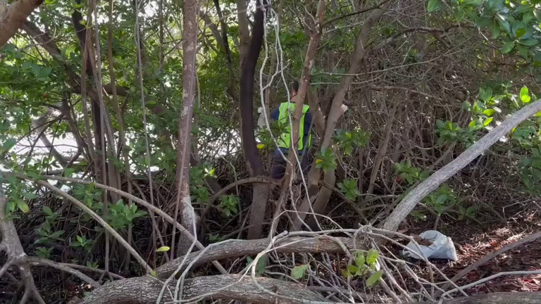 Pinellas County commissioner wants to remove tree removal permit ...