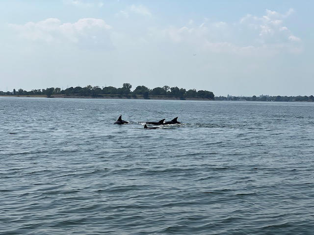 Long Island Sound’s toxic ‘dead zones’ hit historic low — which could ...
