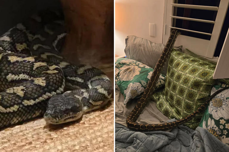Stunned woman wakes up to find 8-foot python on her chest after it ...