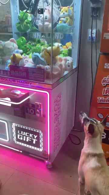 Stray dog watches claw machine outside Thai store, receives his first ...