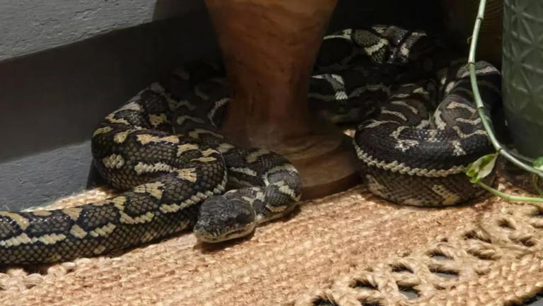 Stunned woman wakes up to find 8-foot python on her chest after it ...