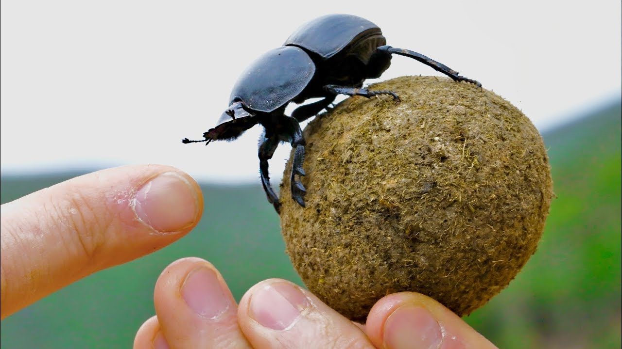 The unforgettable rolling disaster caught on camera