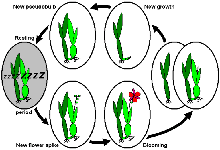 Why timing matters when planting bare root fruit trees for spring success