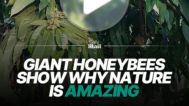 Giant honeybees use coordinated movement to deter predators